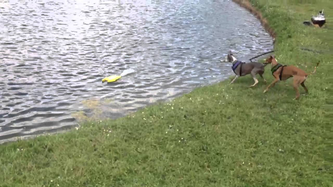 Italian greyhounds chase boats 4 - YouTube