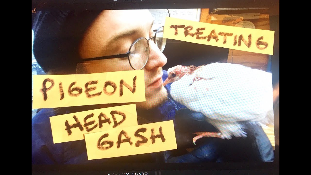 BABYLON PIGEONS #7 - Treating Bullied Baby Pigeon - YouTube
