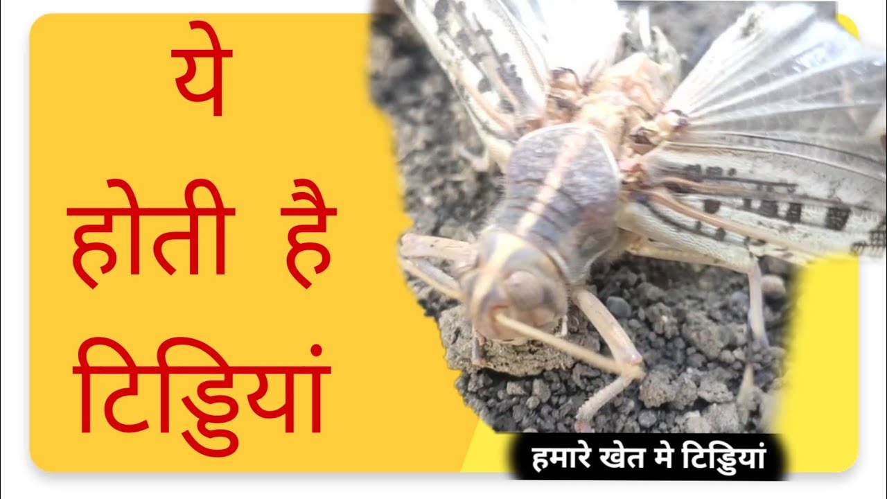 tiddi dal attack in india || attack of locust in India / mp 2020 ...