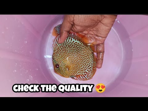 Shifting breeding pairs | Discus fish breeding pairs update | How to ...