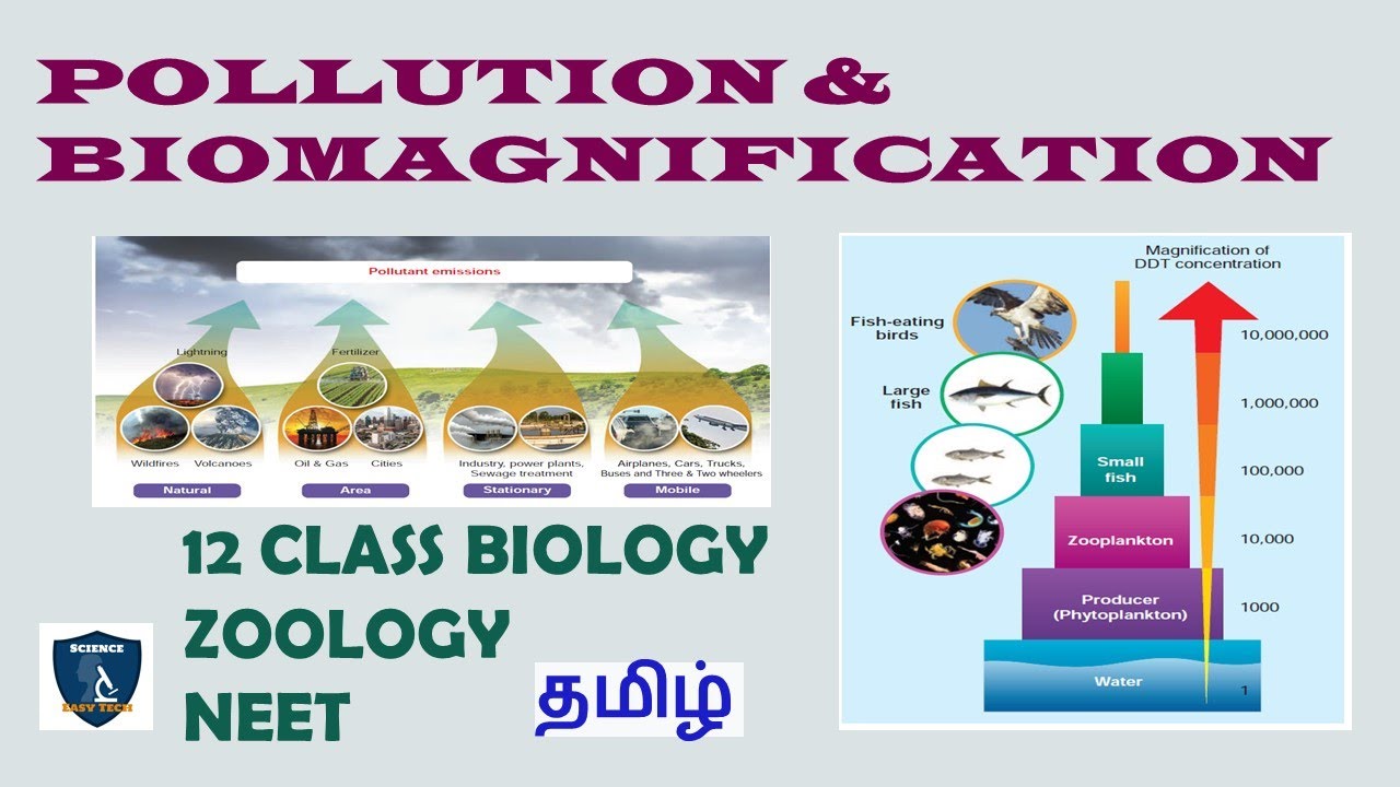 Pollution & Biomagnification Tamil | Environmental Issues I Zoology ...