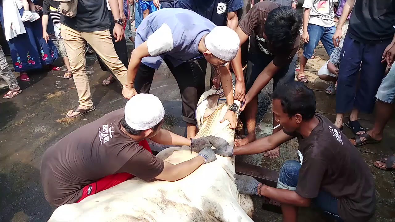 Sembelih sapi Qurban 1439 H, menggunakan golok sembelih Qrisdoren part ...