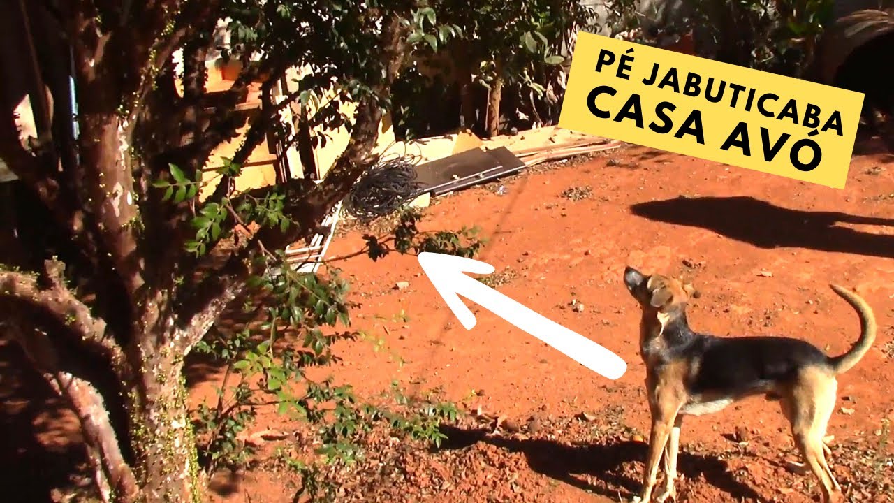 Valente gostou do QUINTAL da avó - YouTube