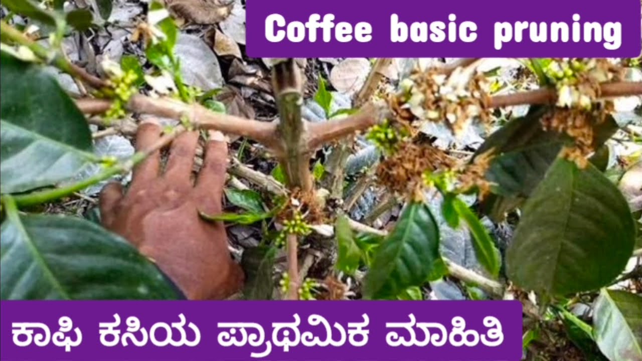 Coffee pruning basic idea | ಕಾಫಿ ಕಸಿಯ ಪ್ರಾಥಮಿಕ ಮಾಹಿತಿ - YouTube