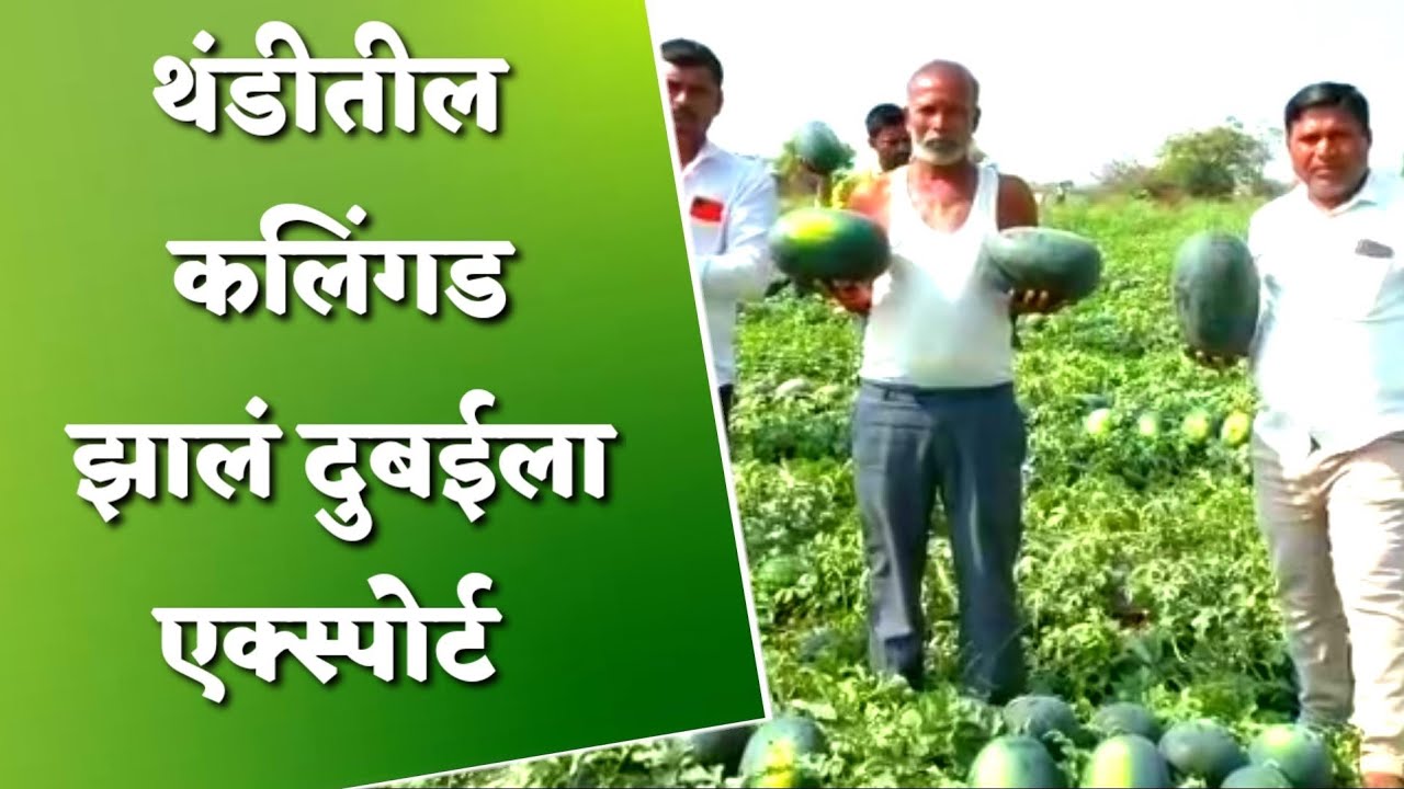थंडीतील कलिंगड झालं दुबईला एक्स्पोर्ट | snn agricultural | watermelon ...