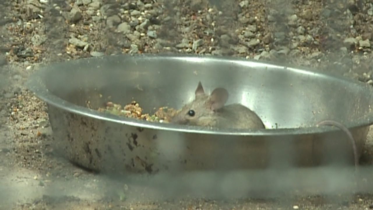 Mice at Albuquerque Zoo sign of needed improvements - YouTube