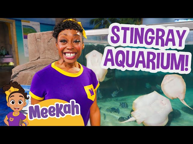 Meekah Makes Animal Friends at the Stingray Aquarium! | Meekah Full ...