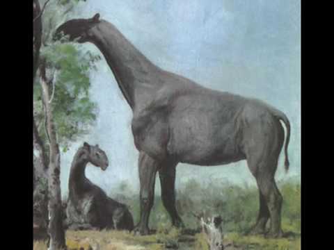 Tribute to Indricotherium aka Baluchitherium aka Paraceratherium - YouTube