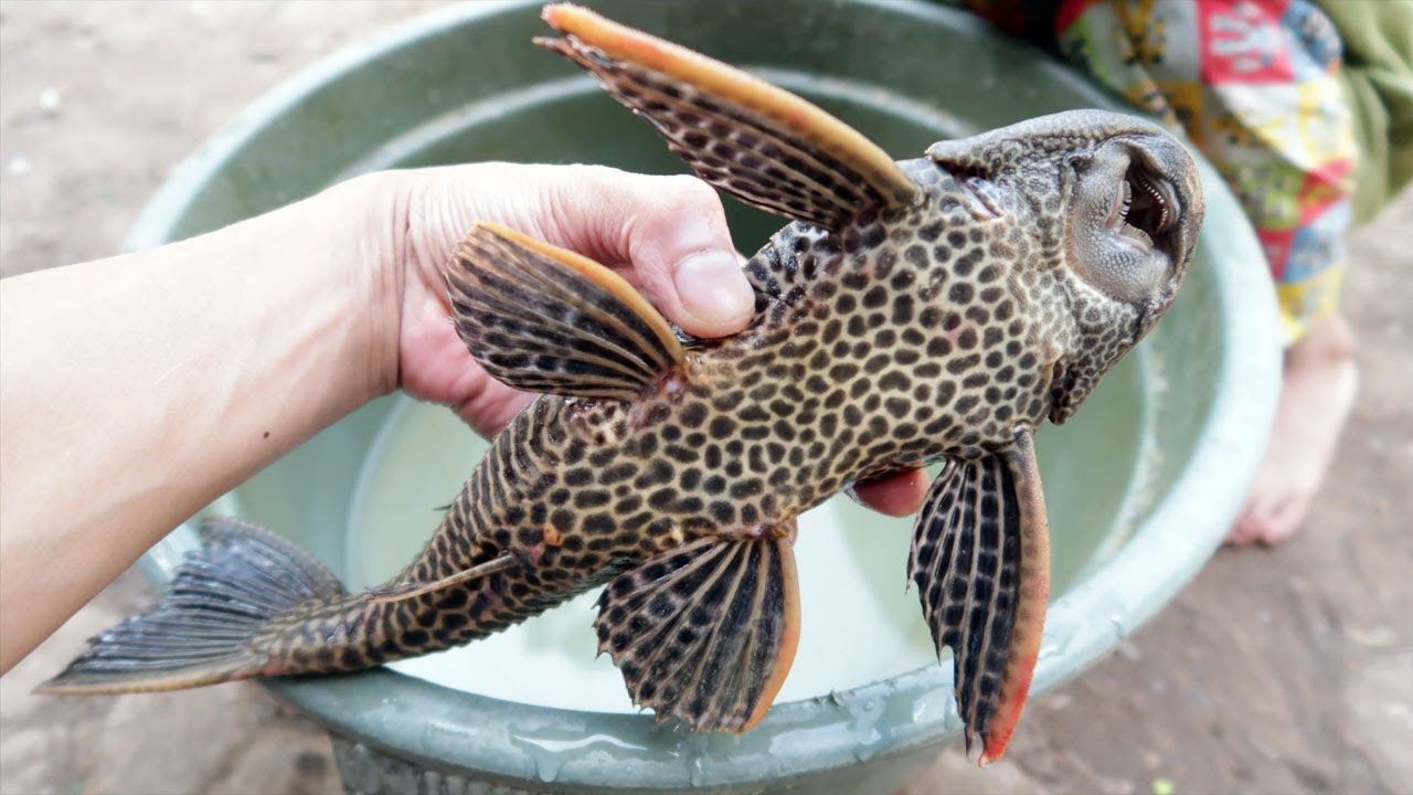 Ikan Sapu Sapu Besar Ikan Bandaraya Hypostomus Plecostomus Youtube