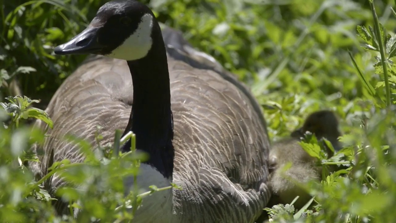 Pohangina Wetlands, Pohangina Valley. - YouTube