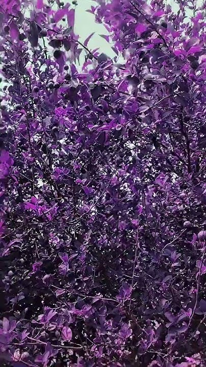 kabutari bole kabutar se mujhe dekh le chhat ke upar se#video #song #whatsapp #statusvideo # ...