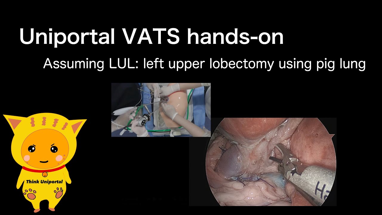 Uniportal VATS hands-on. Assuming LUL: left upper lobectomy using pig ...