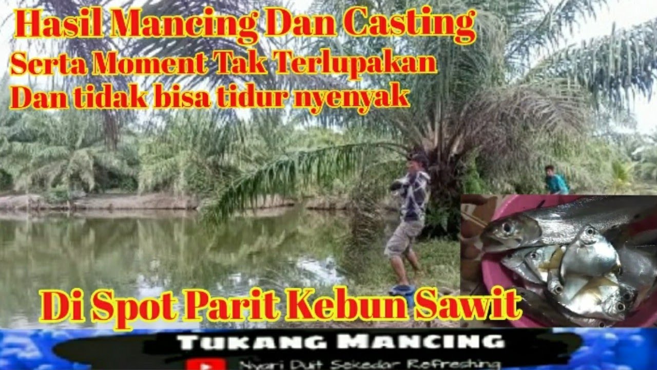 Hasil Mancing Dan Casting Di Spot Parit Kebun Sawit Dan Moment Strike Kecewa @pbbraflesiafishing ...