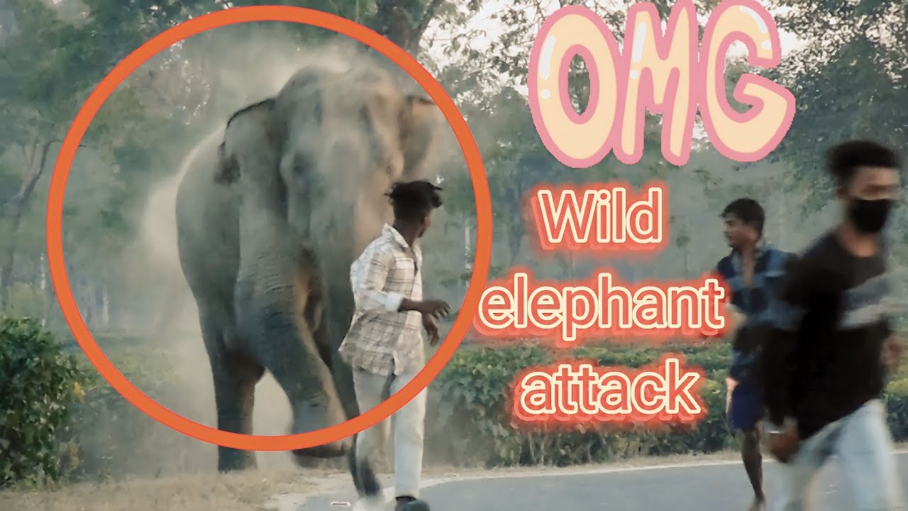 Wild elephant attack. Elephant-human conflict।। - YouTube