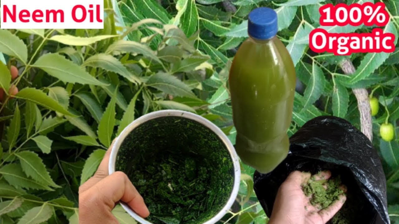 नीम का तेल घर पर कैसे बनाएं / Neem Oil Making For Plants At Home - YouTube