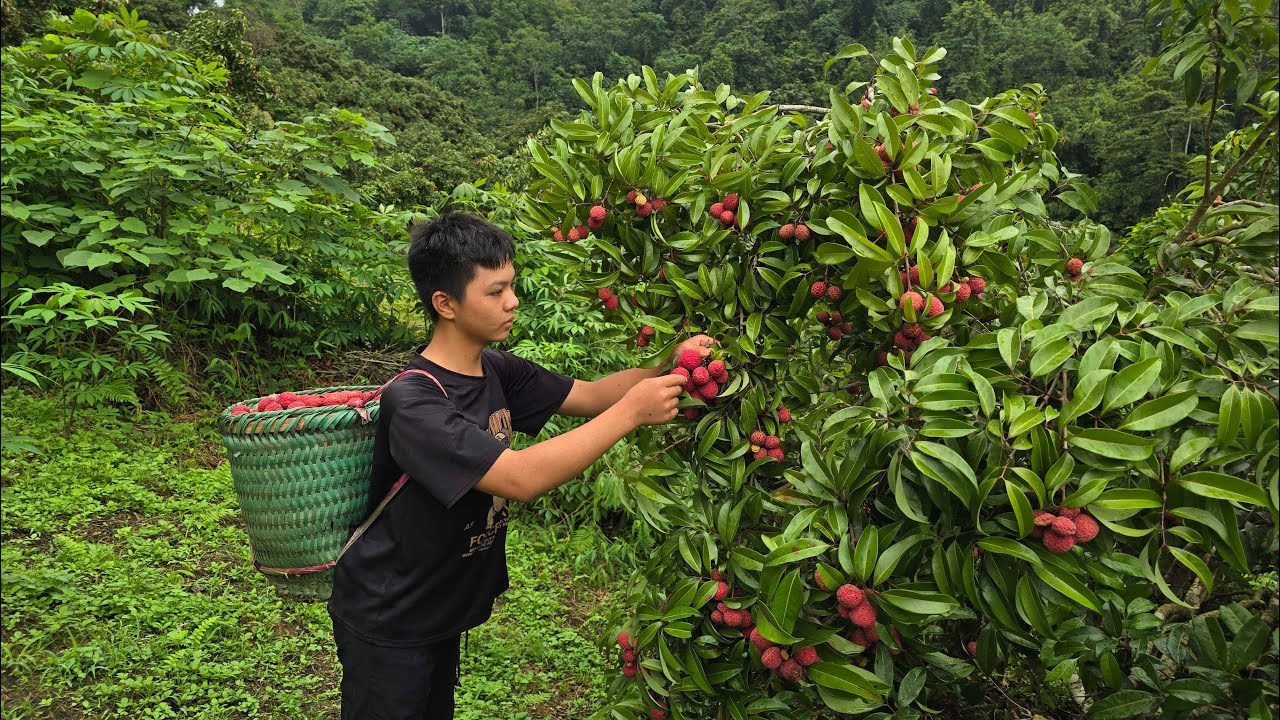 Picking lychees, selling fruits, cooking porridge to eat, reminiscing ...