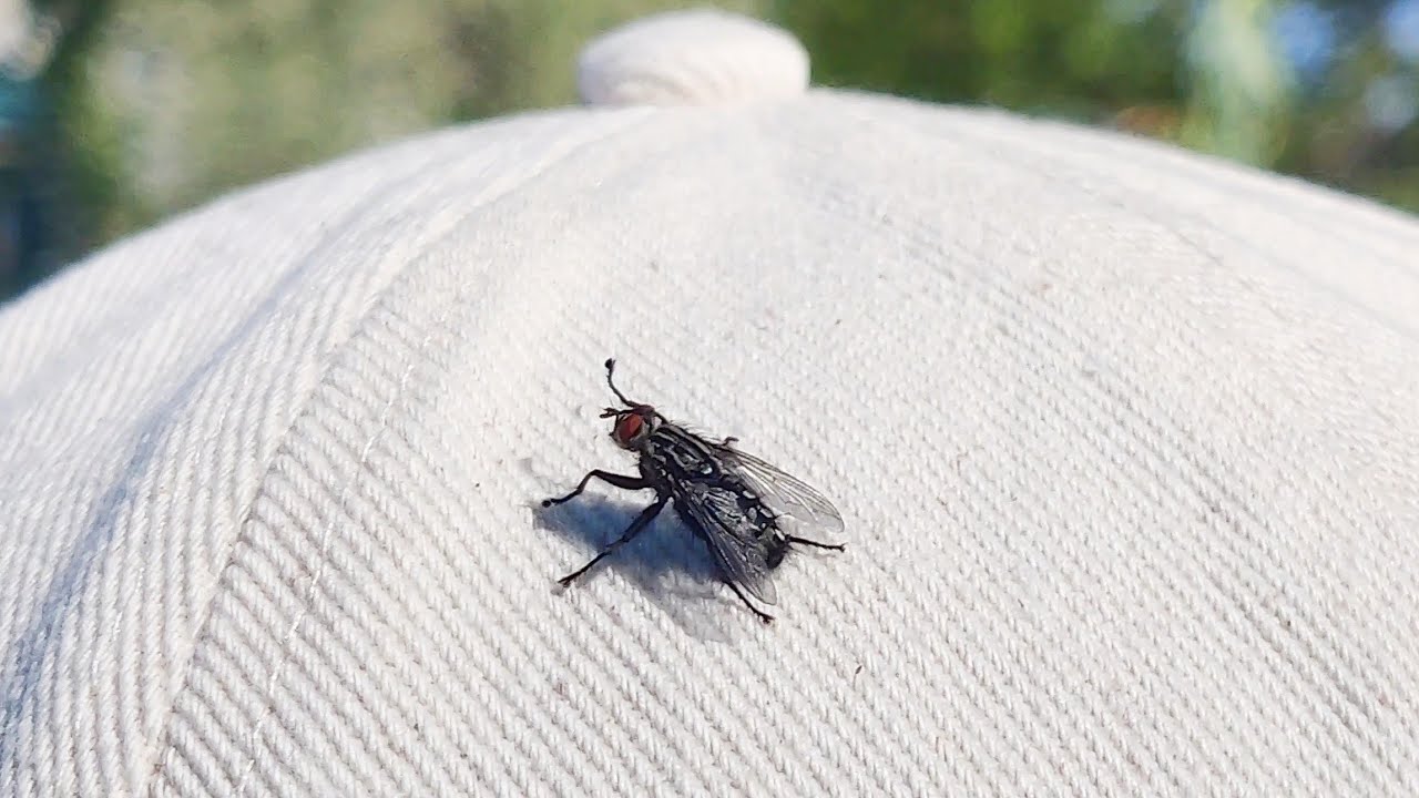 A #fly 🪰sits on a 🧢 white cap. #Flies are #insects of the order Diptera ...