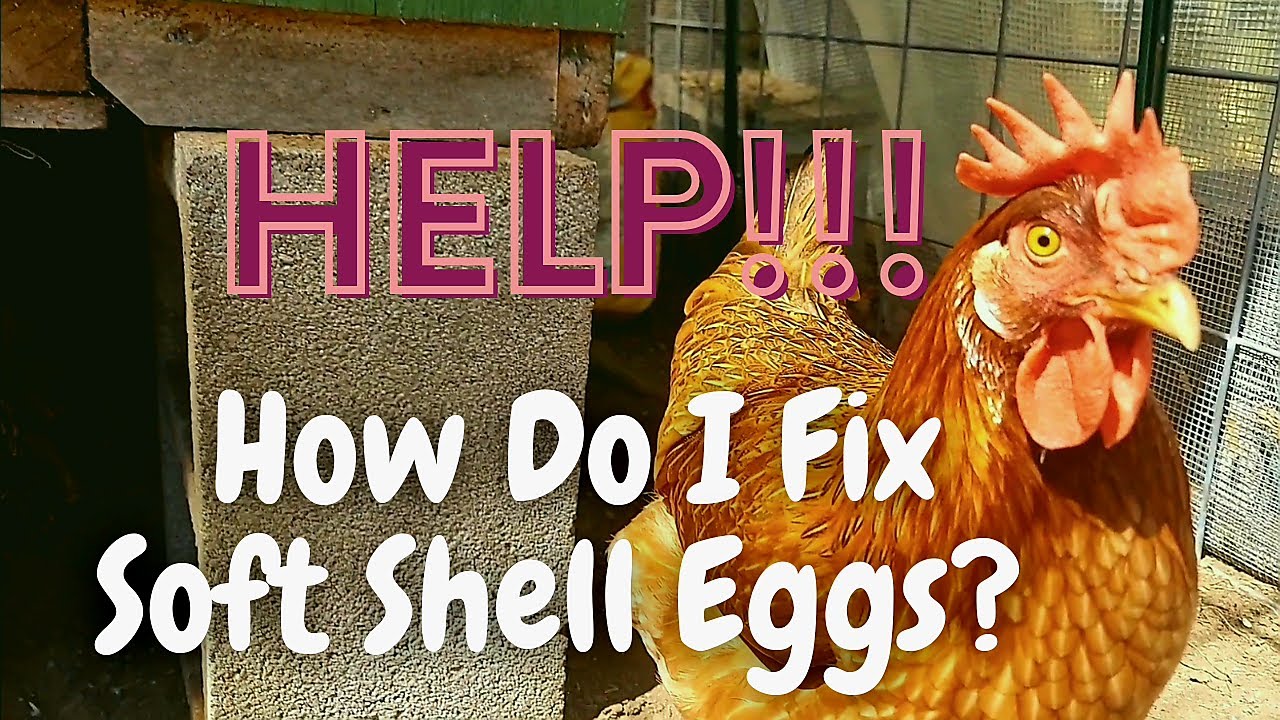 HELP! How Do I Fix Soft Shell Eggs??? - YouTube