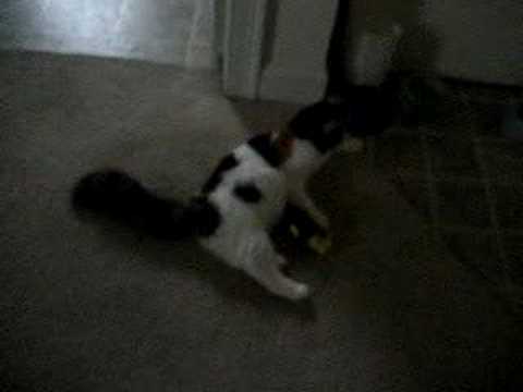 The Cat Vs The Annoying Beeping Noise - YouTube