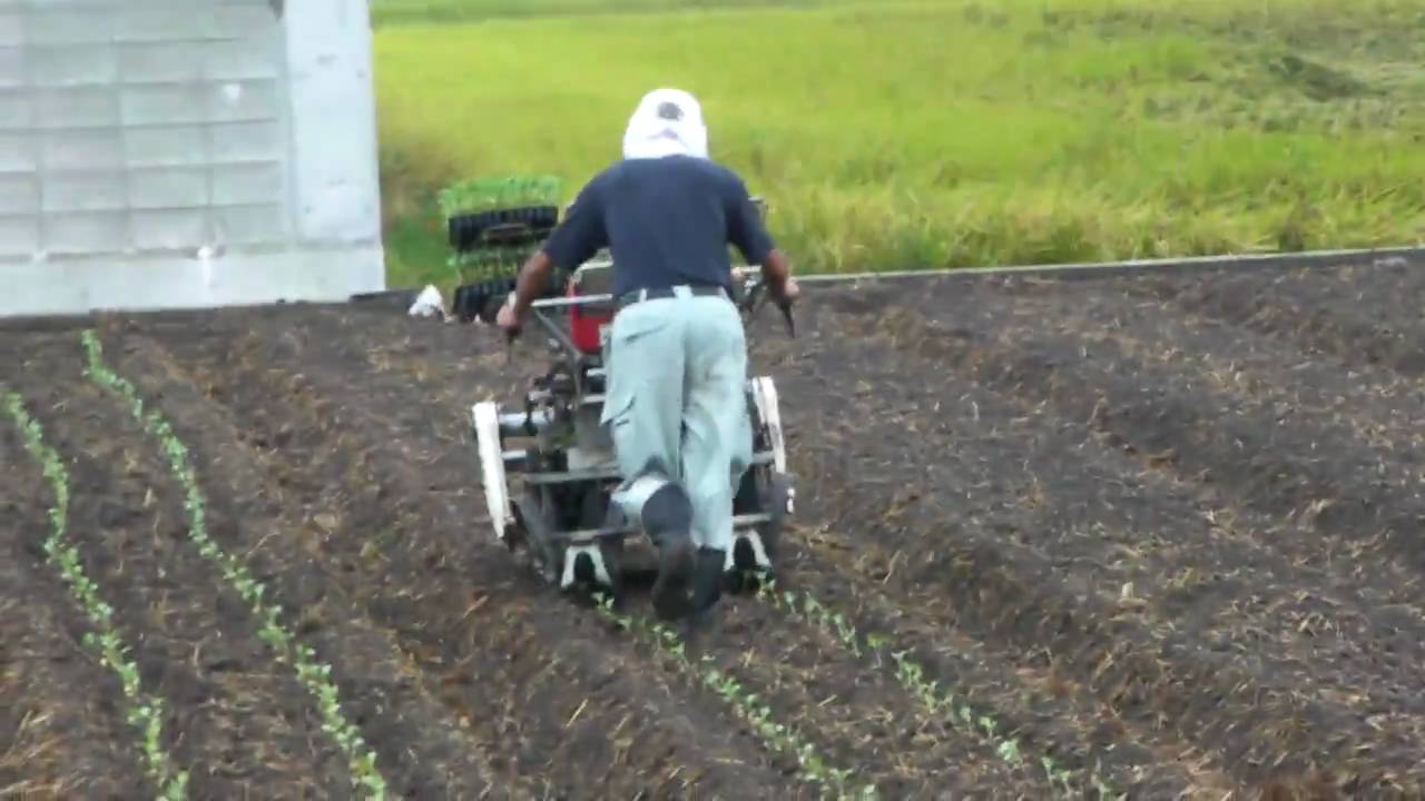 planting broccoli - YouTube
