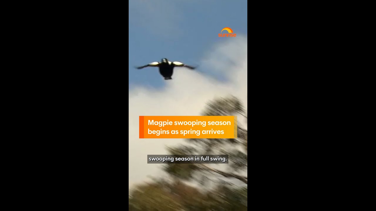 Magpie swooping season begins as spring arrives - YouTube