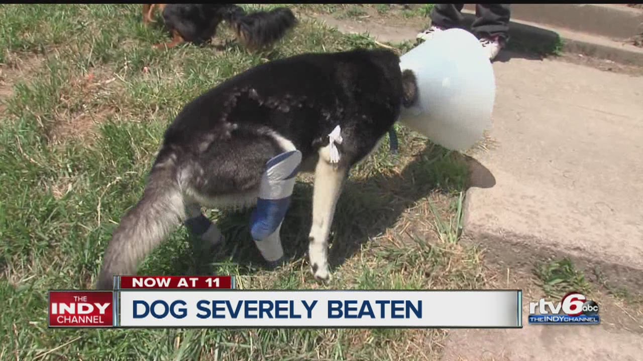 Man's dog badly beaten - YouTube