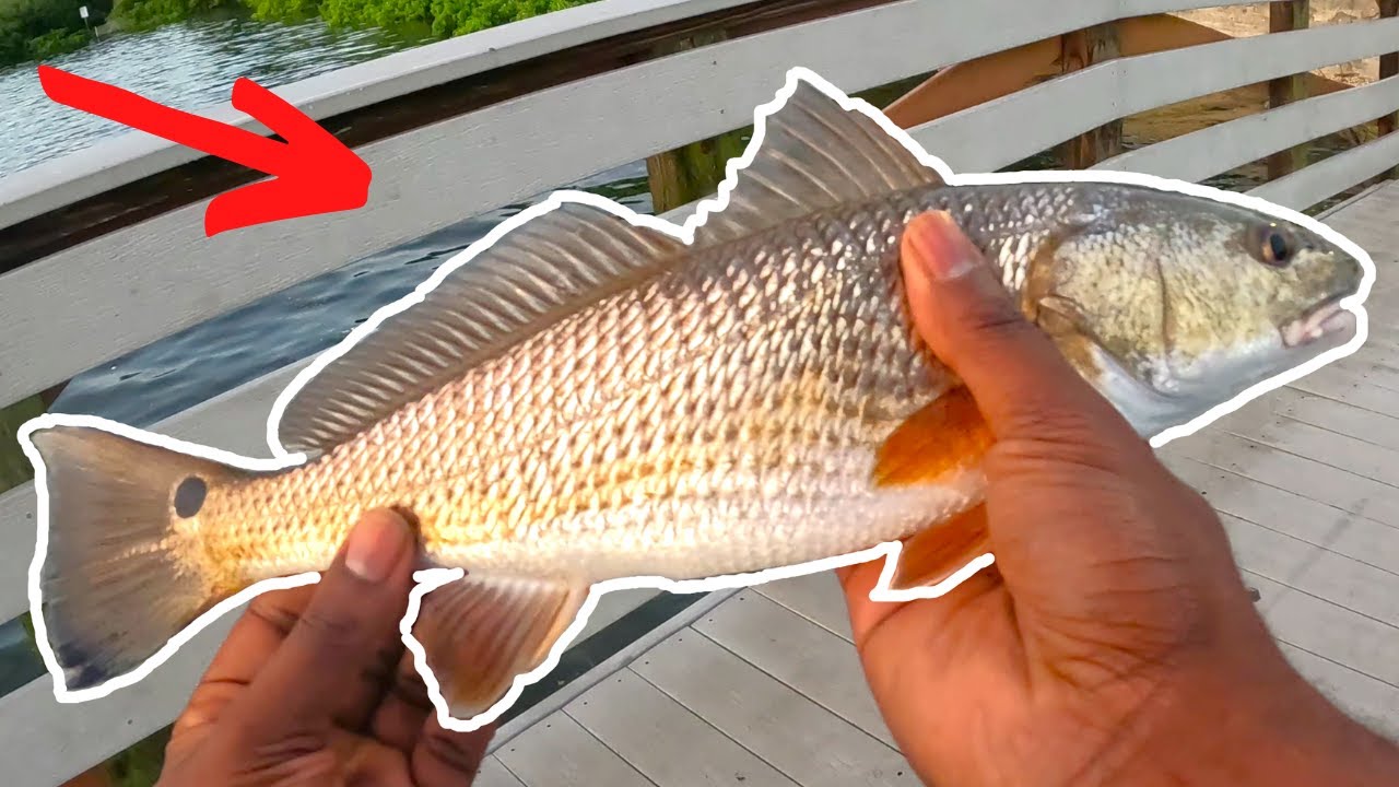 Redfish FRENZY! Fishing Ballast Point Pier In Tampa Bay 🔥🔥 - YouTube