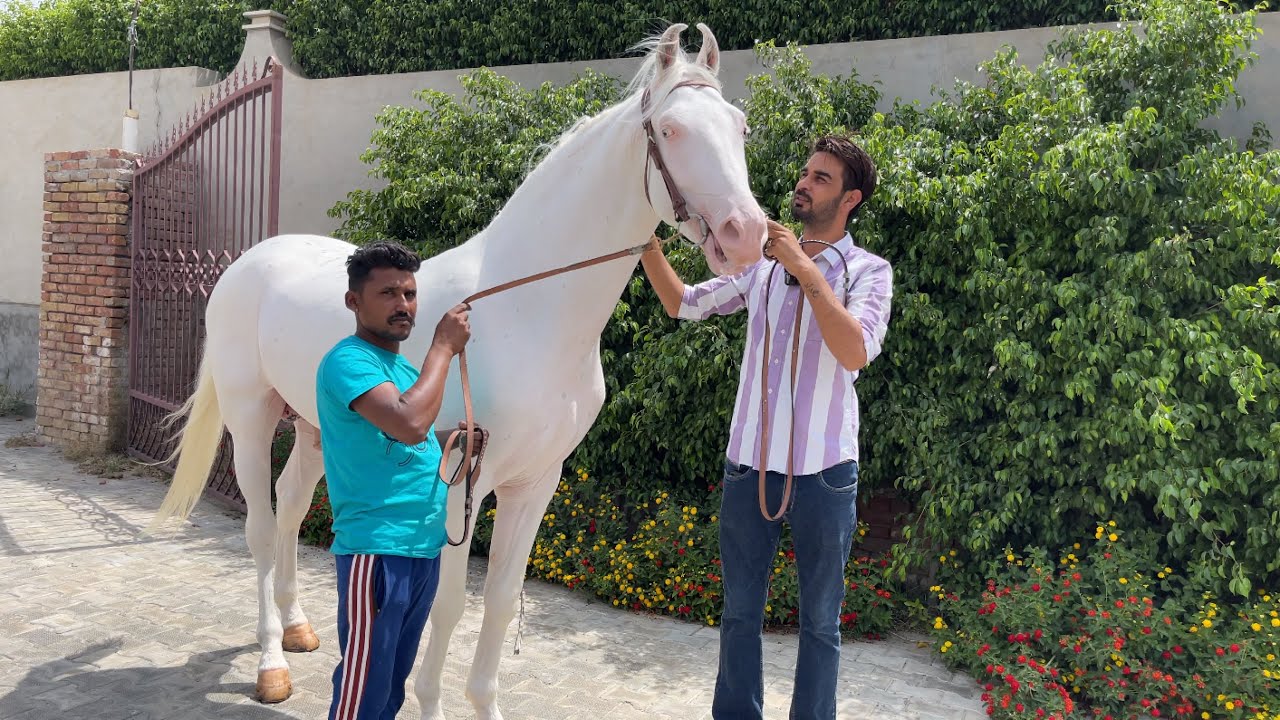 Horse ~ Badshah Nukra Horse From Baba Stud Farm 🔥🔥🔥🔥🔥 - YouTube