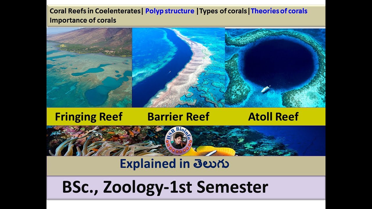 What is Coral Reef | Types of corals | Polyp structure | Coral theories ...