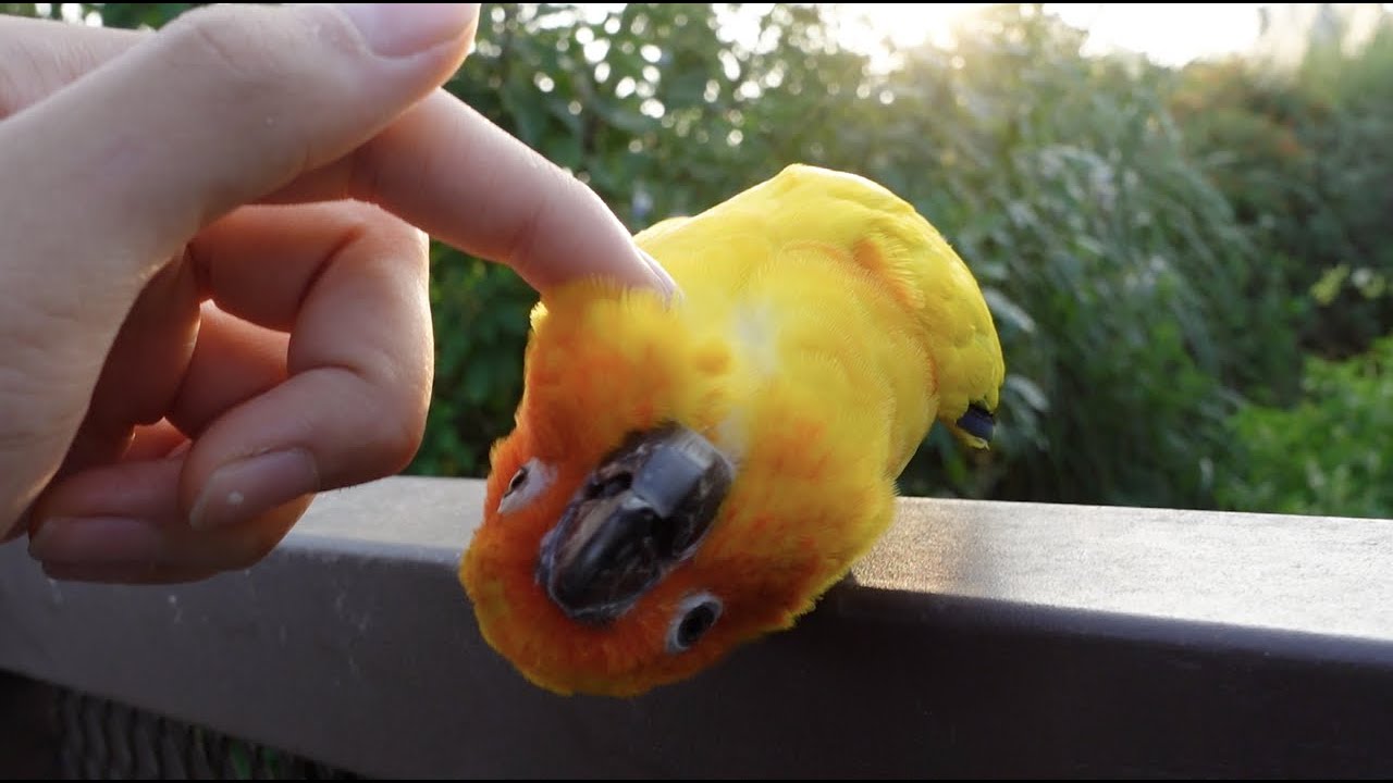Sun Conure Parrot enjoying human scratches before sunset | Outdoor with ...