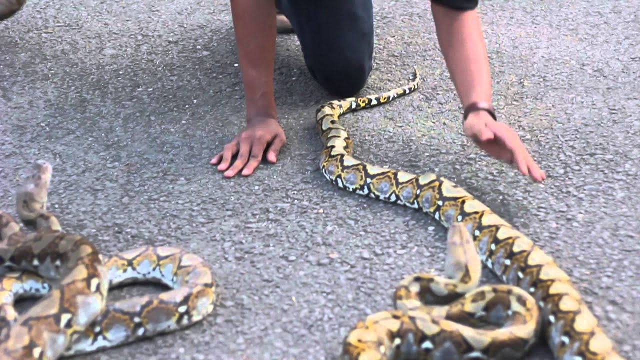 Sumatra Snake Show (Retic) - YouTube