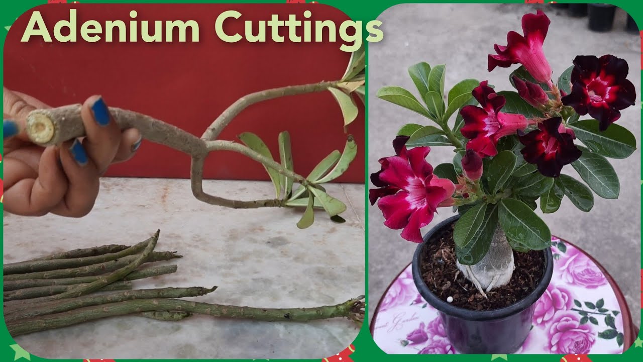 PROPAGATION OF ADENIUM PLANTS FROM CUTTINGS - YouTube