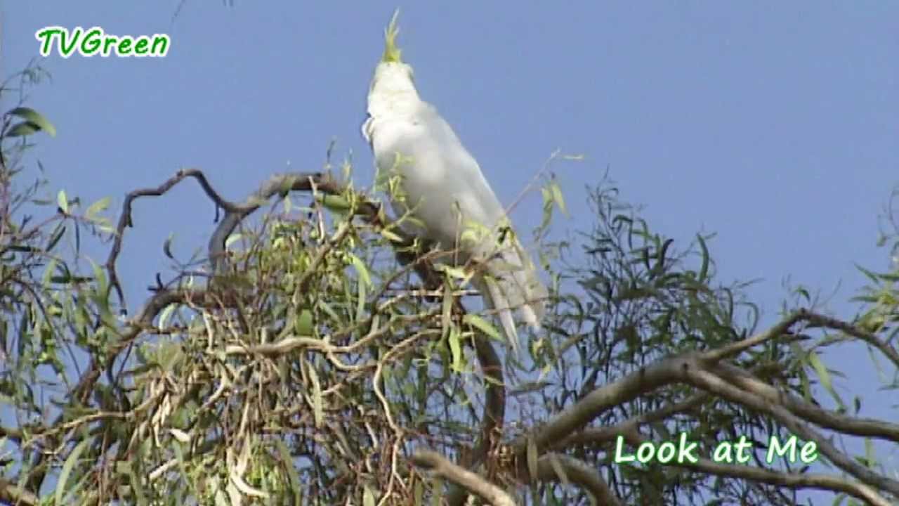 Nature Notes from Australia: Birds #02 - YouTube