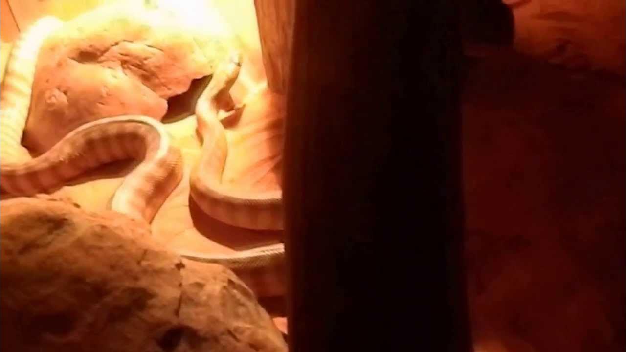 Woma Python - Aspidites ramsayi - Care Video - YouTube