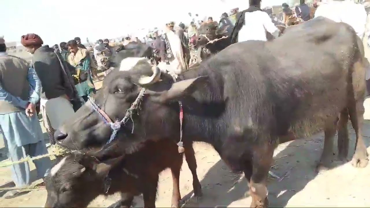 animal mating cow animal video - YouTube