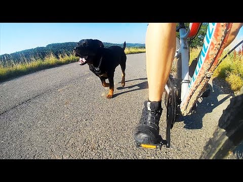 Rottweiler Bike Workout - YouTube