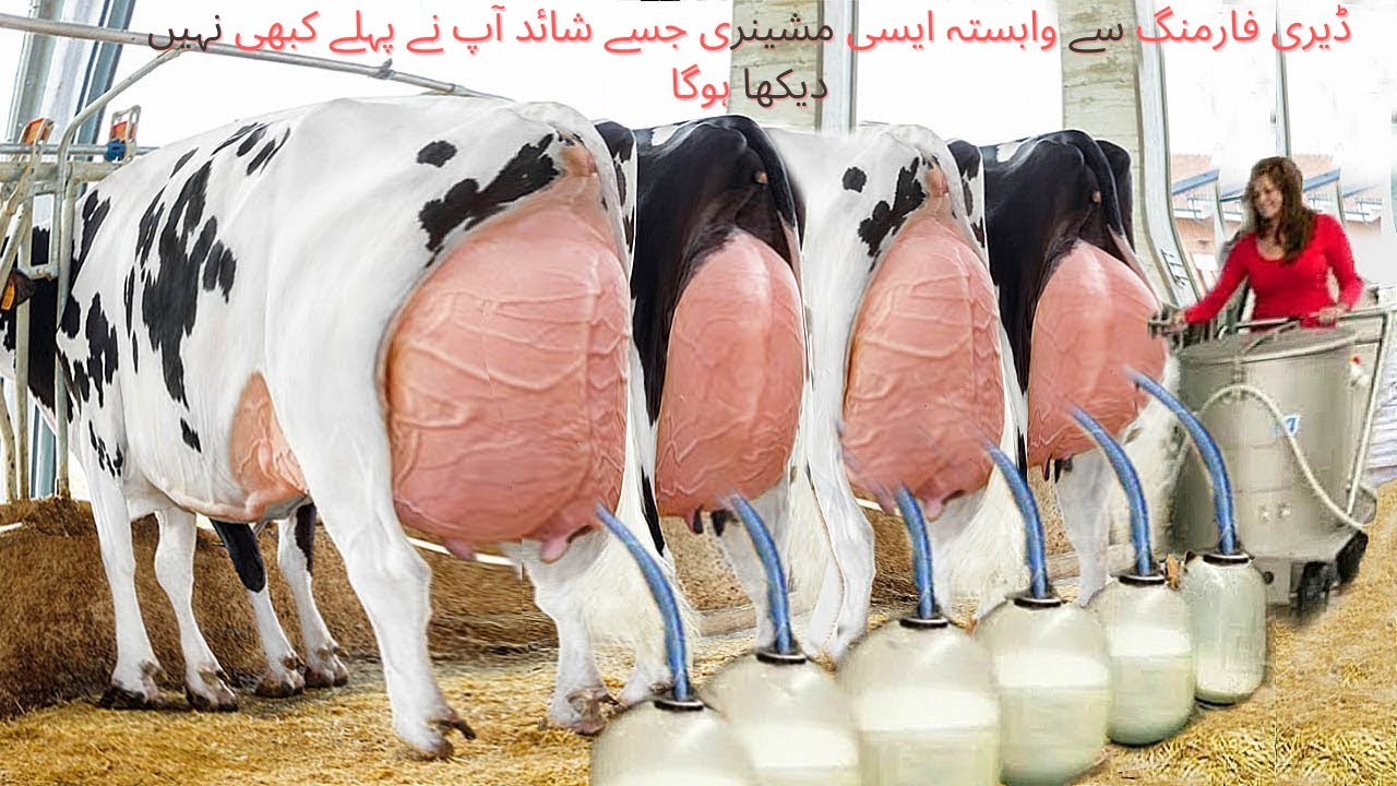 The World's Most Amazing Modern Automated Cow Breeding Technology - YouTube