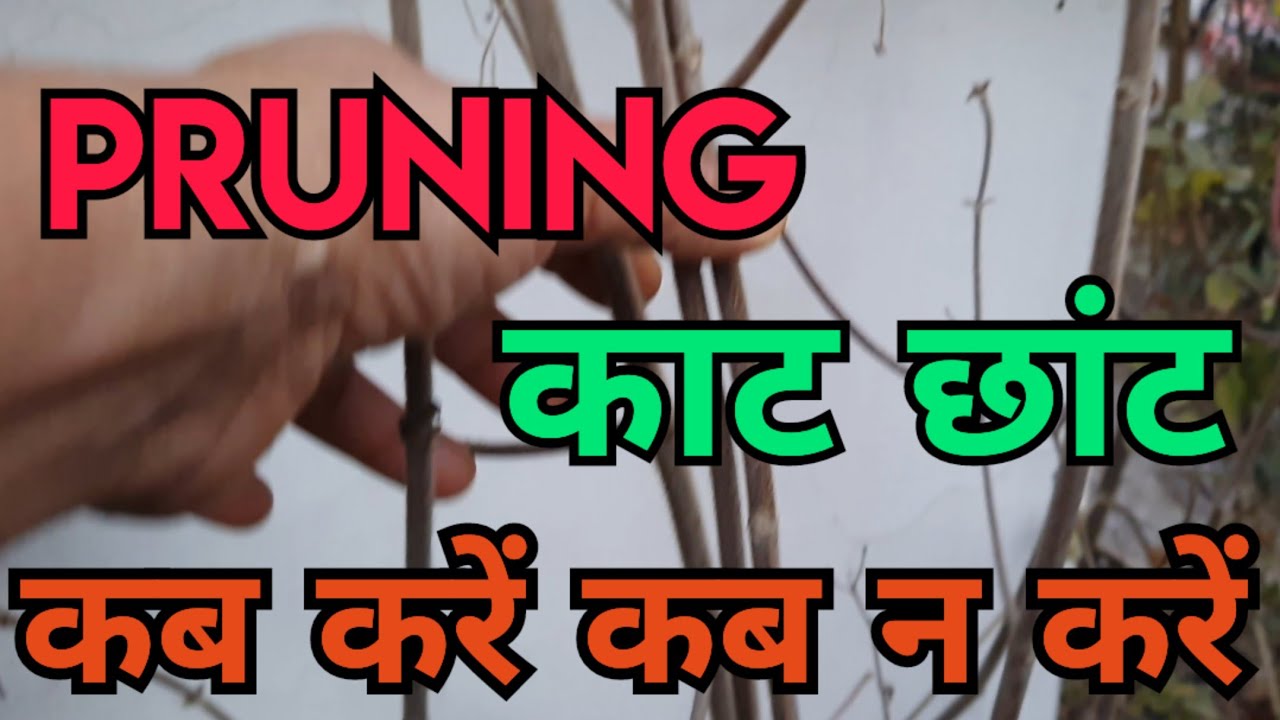 भाग~16 All about Pruning पौधों में काट छांट कब करें कब नहीं - YouTube