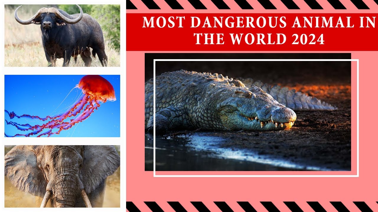 Most Dangerous Animal In The World 2024 - YouTube