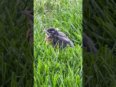 Robin Fledgling that just fledged - YouTube