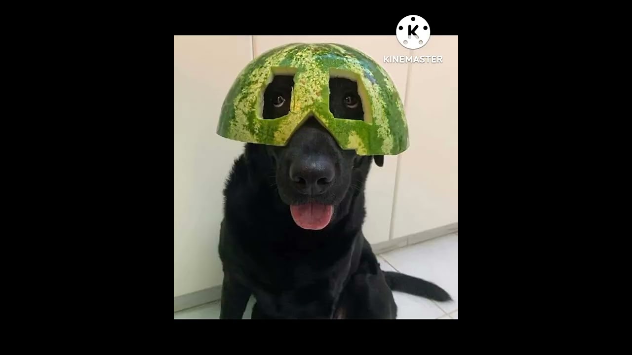 Dogs wearing watermelon helmets 🐶🍉#dog #doglover #watermelon #fashion # ...