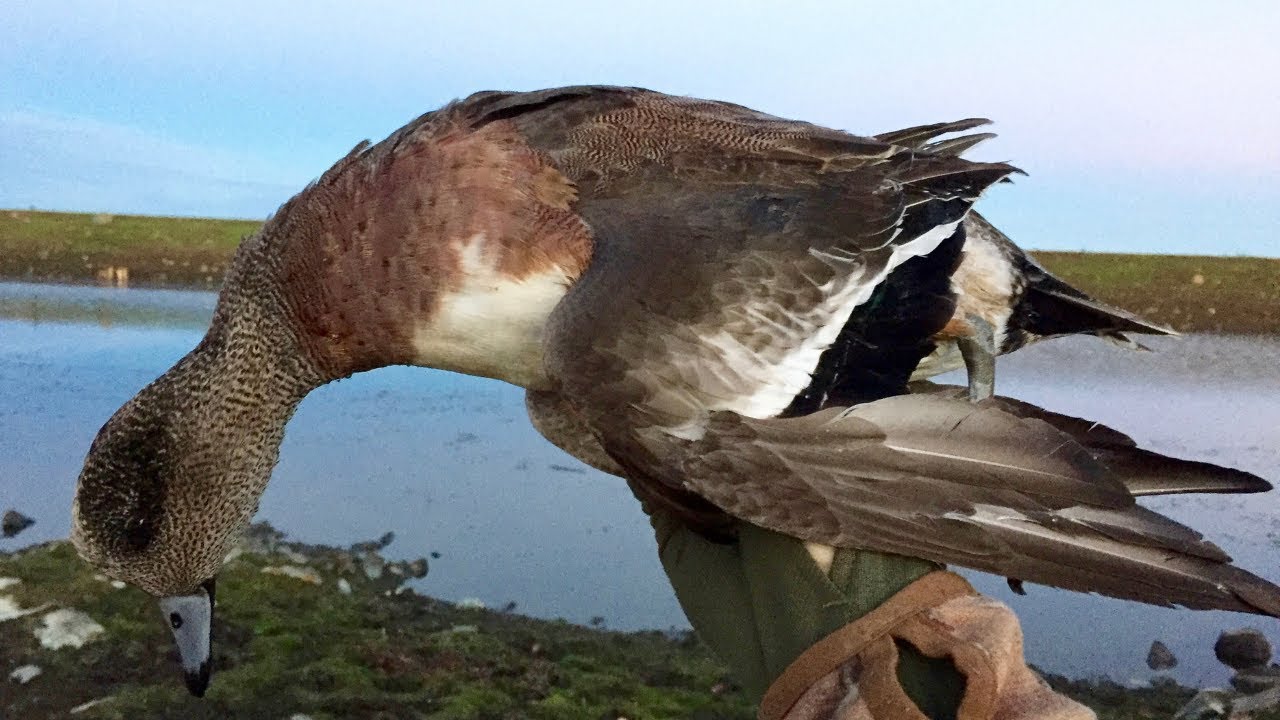 More Ducks At The Ranch Pond! California Duck Hunting - YouTube