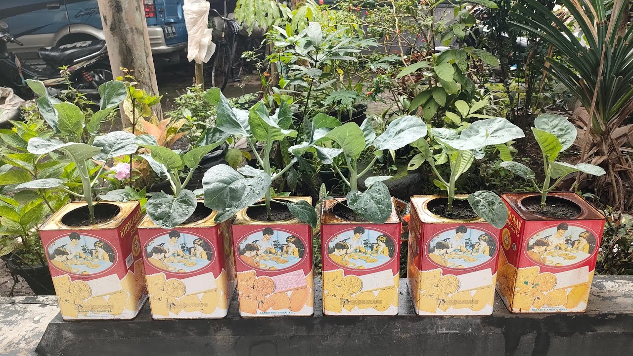 cara menanam sawi kailan dikaleng legenda dari benih sampai panen ...