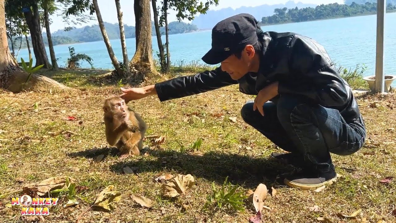 Until now, I don't know which island Monkey Kaka is on, they hid Monkey ...