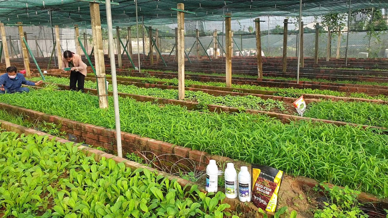 Eco nutrients. Rau hữu cơ. 085.8585.083 - YouTube