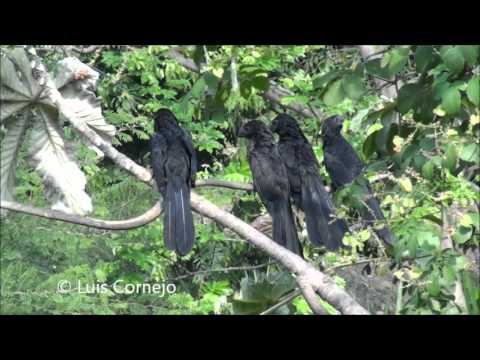 Garrapatero Común - Crotophaga ani - Smmoth billed Ani - CUCULIDAE ...