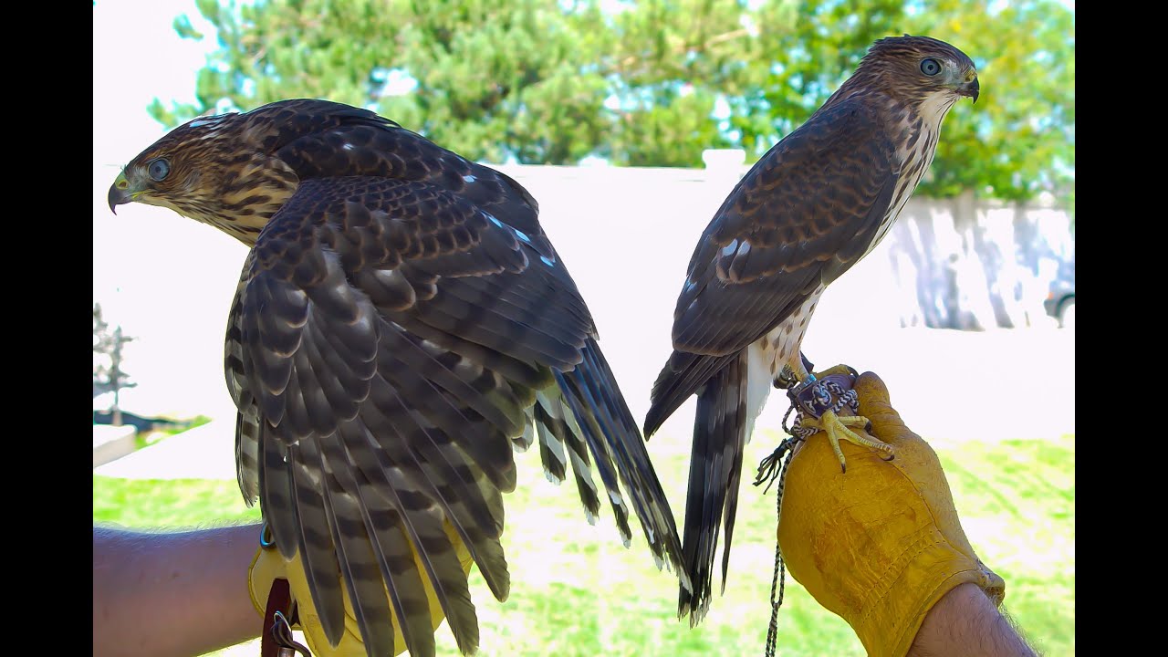 Falconry: How and why does hybridization occur with wild raptors? - YouTube