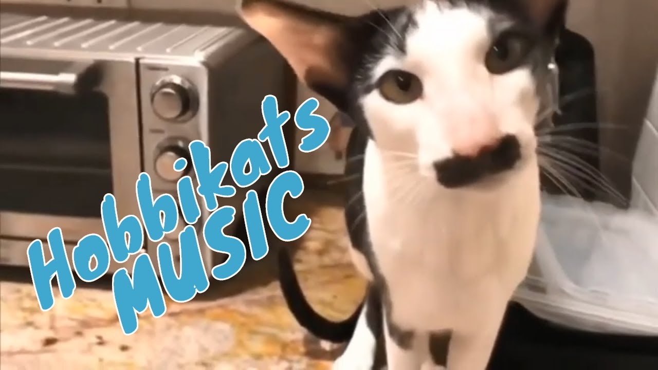 The Hungry Cat Song | Hobbikats - YouTube