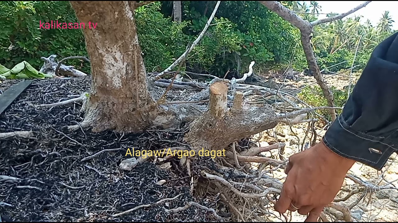 Bonsai hunting #3 Alagaw/Argao dagat materials/ Ang daming materialis ...