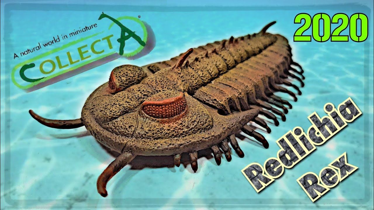 2020 Collecta Redlichia Rex Trilobite Review!!! - YouTube
